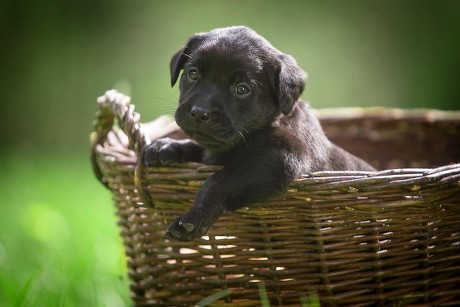 Small Black Labrador Puppy Basket Germany Editorial Stock Photo - Stock ...