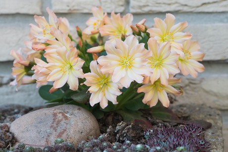 8 Montiaceae Stock Pictures, Editorial Images and Stock Photos ...