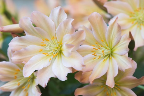 8 Montiaceae Stock Pictures, Editorial Images and Stock Photos ...