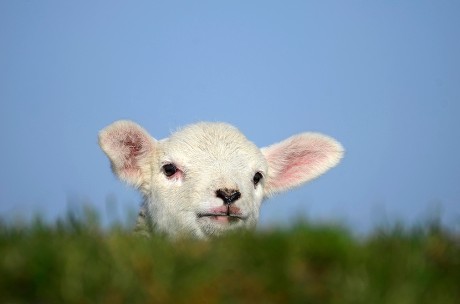 750 Baby lamb Stock Pictures, Editorial Images and Stock Photos ...