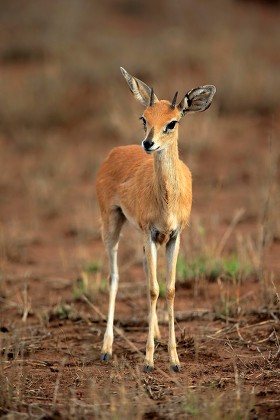 14 Pygmy antelope Stock Pictures, Editorial Images and Stock Photos ...