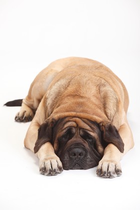 Mastiff Male Lying Head Between His Editorial Stock Photo - Stock Image ...