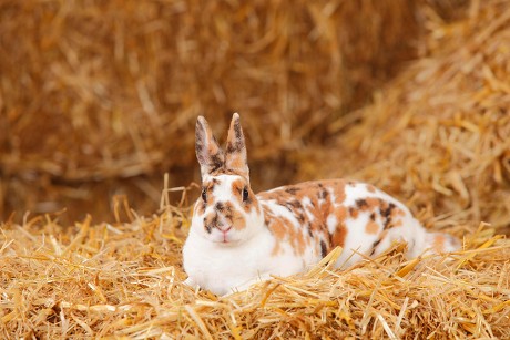 Dwarf Rex Rabbit Threecoloured Lying Straw Editorial Stock Photo ...