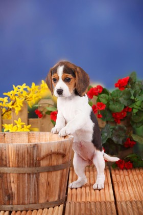 Beagle Puppy 9 Weeks On Wooden Editorial Stock Photo - Stock Image ...