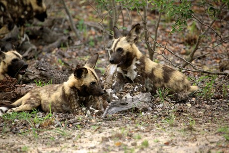 Two African Wild Dogs Lycaon Pictus Editorial Stock Photo - Stock Image ...