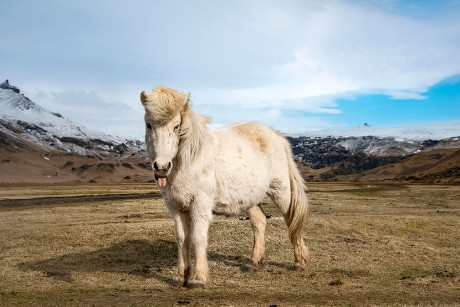 500 Pokes tongue out Stock Pictures, Editorial Images and Stock Photos ...