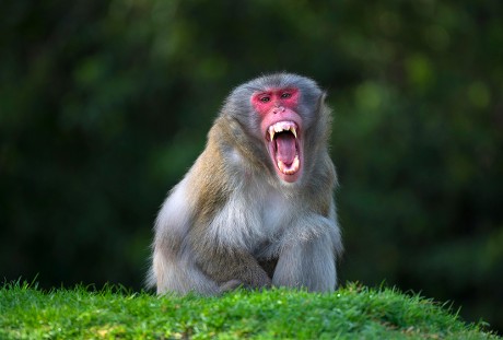 500 Monkey show Stock Pictures, Editorial Images and Stock Photos ...