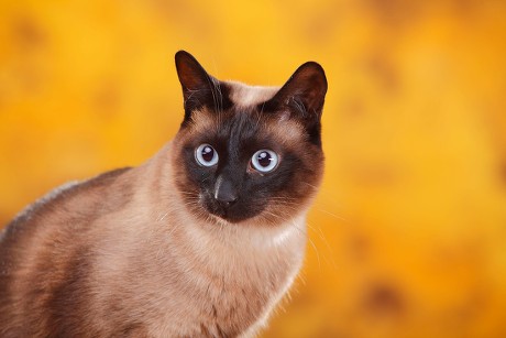 Siamese Cat Old Type Tomcat Sealpoint Editorial Stock Photo - Stock ...