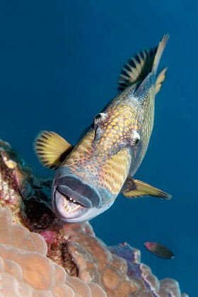 16 Moustache triggerfish Stock Pictures, Editorial Images and Stock ...