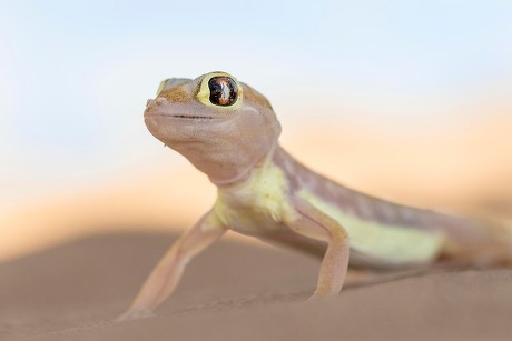 Namib Sand Gecko Pachydactylus Rangei Sand Editorial Stock Photo ...