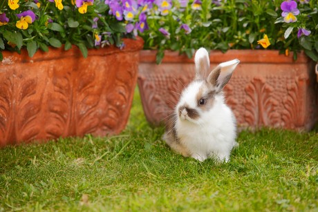 51 Rabbit motif Stock Pictures, Editorial Images and Stock Photos ...