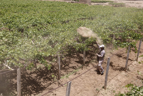 Yemeni Farmer Sprinkles Dirt On Grape Editorial Stock Photo - Stock ...