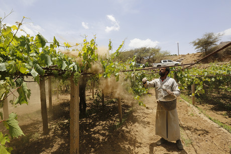 Yemeni Farmer Sprinkles Dirt On Grape Editorial Stock Photo - Stock ...