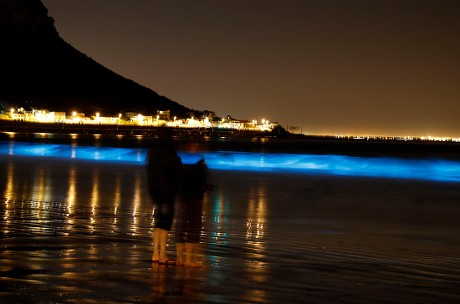 Couple Watch Waves Glowing Phosphorescence Bay Editorial Stock Photo ...