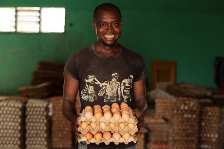 Ghanaian Man Carries Eggs On Chicken Editorial Stock Photo - Stock ...