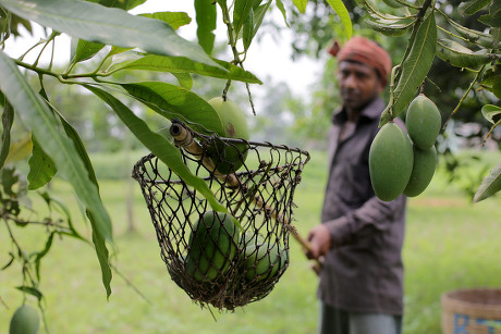 50 Mango garden Stock Pictures, Editorial Images and Stock Photos ...