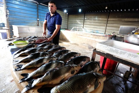 Iraqi Man Cleans Fish Be Grilled Editorial Stock Photo - Stock Image ...