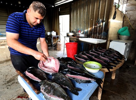 Iraqi Man Cleans Fish Be Grilled Editorial Stock Photo - Stock Image ...