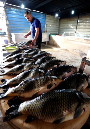 Iraqi Man Cleans Fish Be Grilled Editorial Stock Photo - Stock Image ...