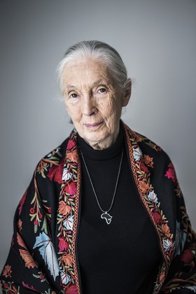 Jane Goodall Editorial Stock Photo - Stock Image | Shutterstock