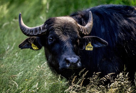 Water Buffalo Cow Stands On Meadow Editorial Stock Photo - Stock Image ...