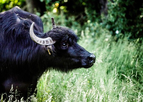 Water Buffalo Cow Stands On Meadow Editorial Stock Photo - Stock Image ...