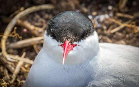 Arctic Terns on Farne Island, Northumberland, UK - 20 May 2018 Stock ...