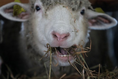 Unsheared Sheep Awaits Their Turn Shearing Editorial Stock Photo ...