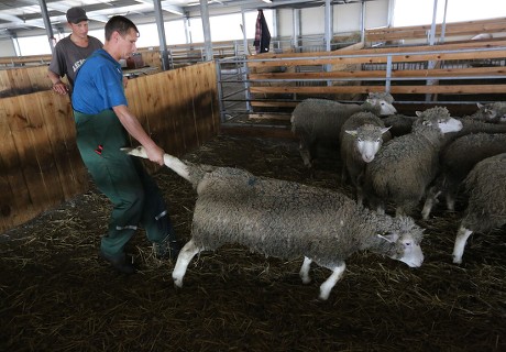 Unsheared Sheep Awaits Their Turn Shearing Editorial Stock Photo ...