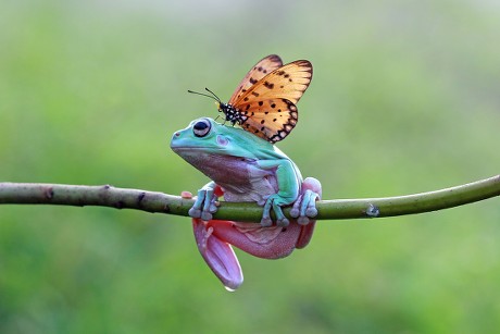 Frog and butterfly, Tangerang Baten, West Java, Indonesia - 09 May 2018 ...