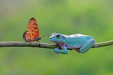 Frog Butterfly Editorial Stock Photo - Stock Image | Shutterstock