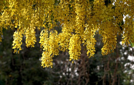 General View Amaltas Leaves Blooming Jinnah Editorial Stock Photo ...