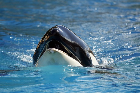Morgan Deaf Orca Swims Her Enclosure Redakčních stock fotografií ...