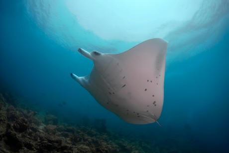 250 Eagle ray Stock Pictures, Editorial Images and Stock Photos ...
