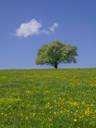 Single Fruit Tree On Dandelion Meadow Editorial Stock Photo - Stock ...