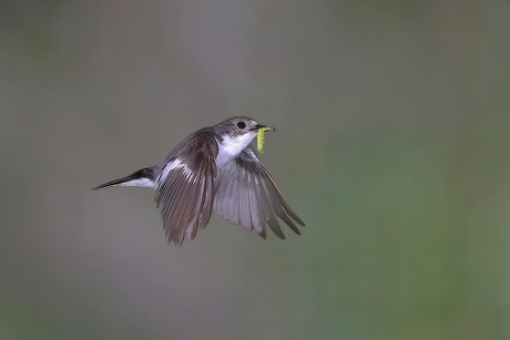 5 Butterfly flapping wings Stock Pictures, Editorial Images and Stock ...