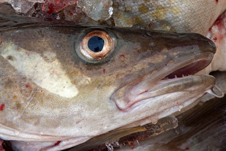 Freshly Caught Fish Head Atlantic Cod Editorial Stock Photo - Stock ...