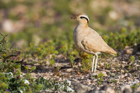 Creamcoloured Courser Cursorius Cursor Stands On Editorial Stock Photo ...