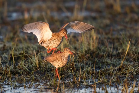 500 Copulating couple Stock Pictures, Editorial Images and Stock Photos ...