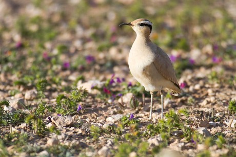 Creamcoloured Courser Cursorius Cursor Stands On Editorial Stock Photo ...