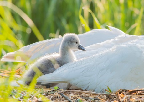 250 Duck fledgling Stock Pictures, Editorial Images and Stock Photos ...