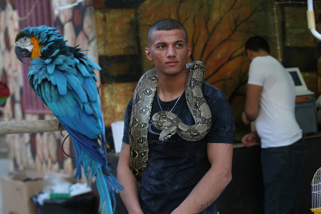 Palestinian Snake Charmer Performs His Snakes Editorial Stock Photo ...