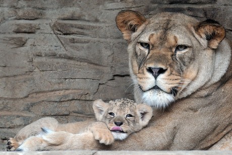 One Adorable Barbary Lion Cub Seen Editorial Stock Photo - Stock Image ...