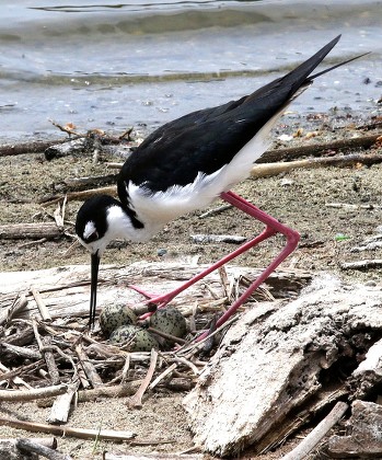 500 Stilt bird Stock Pictures, Editorial Images and Stock Photos ...