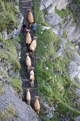 Guided By Farmers Herd Cows Climb Editorial Stock Photo - Stock Image ...