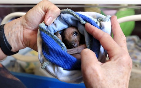 250 Orphan animals Stock Pictures, Editorial Images and Stock Photos ...