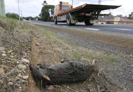 500 Roadkill Stock Pictures, Editorial Images and Stock Photos ...