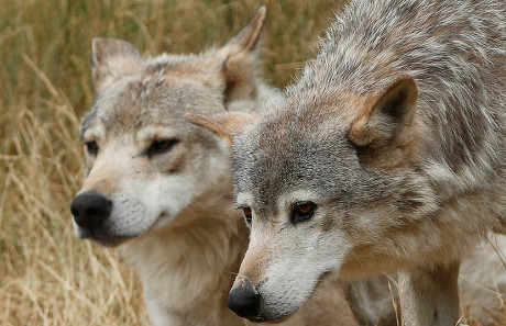 Poland Wolves Seen Park Wolfs Gevaudan Editorial Stock Photo - Stock ...