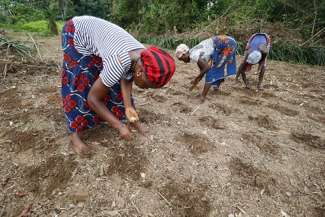 Farming in Rural Liberia, Grand Bassa County - 07 Jul 2018 Stock ...
