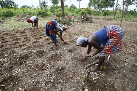 Farming in Rural Liberia, Grand Bassa County - 07 Jul 2018 Stock ...